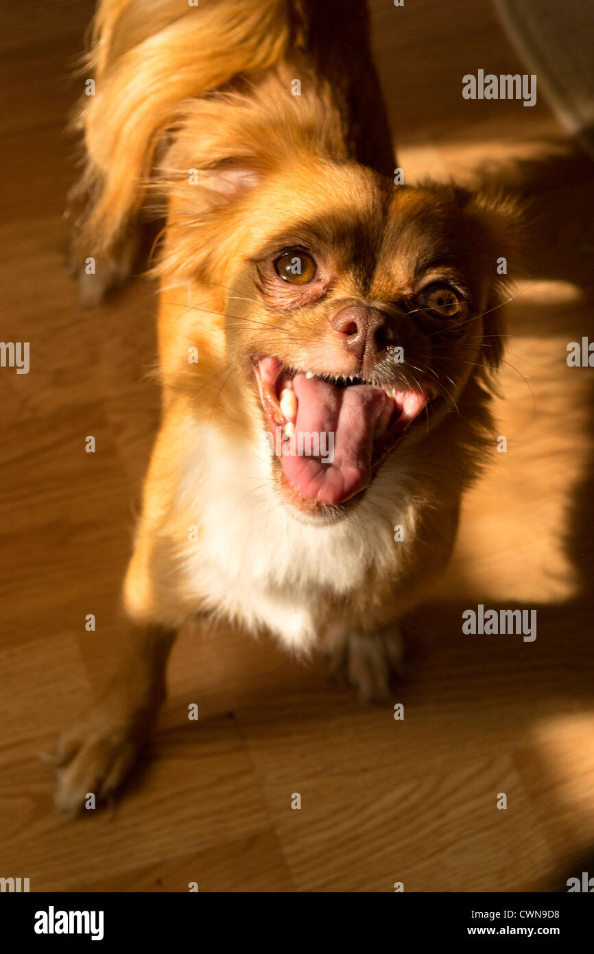 Happy Dog Pines for Master Stock Photo - Alamy