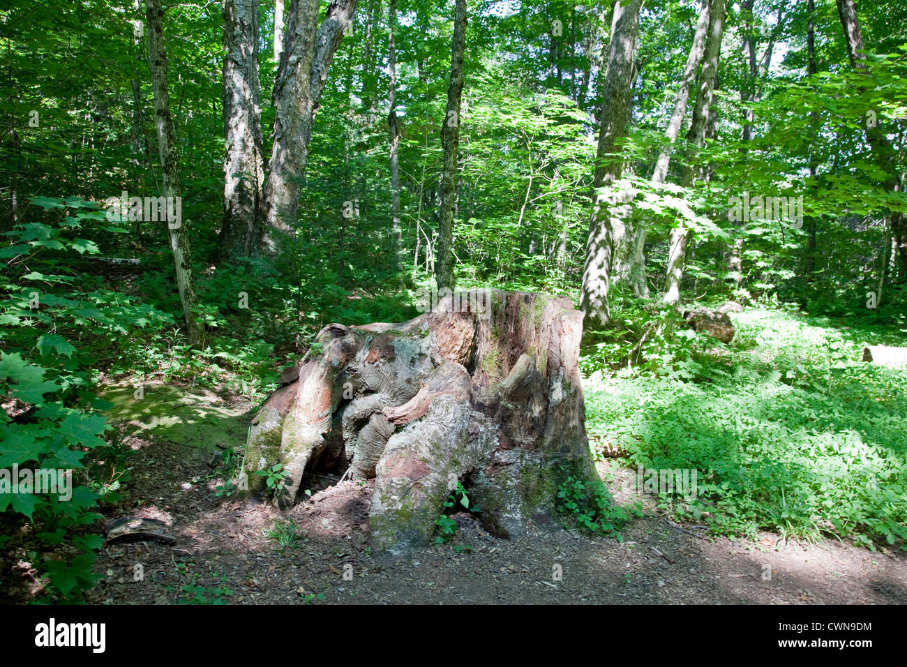 Decaying tree stump forest hi-res stock photography and images - Alamy