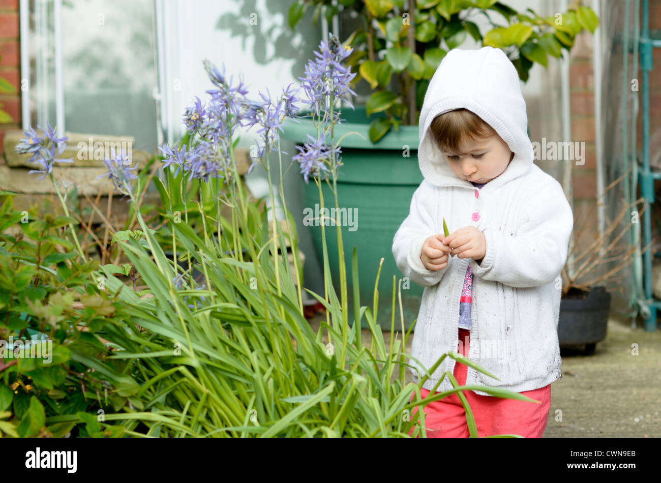 LIttle girl looking at flowers in garden Stock Photo - Alamy