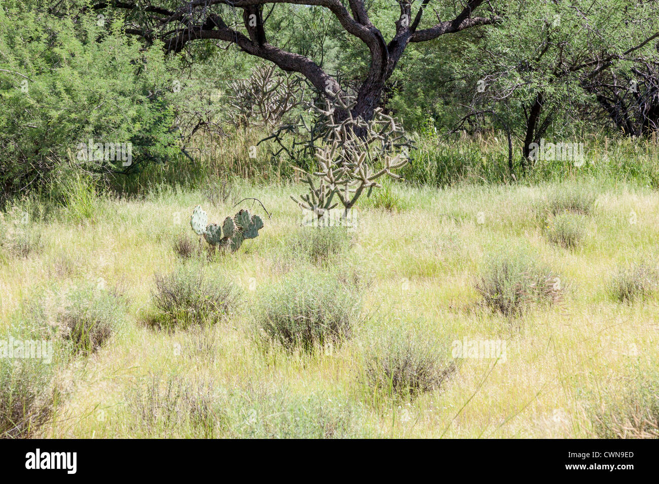 Cacti and grasses in Southern Arizona Sonoran Desert Stock Photo - Alamy