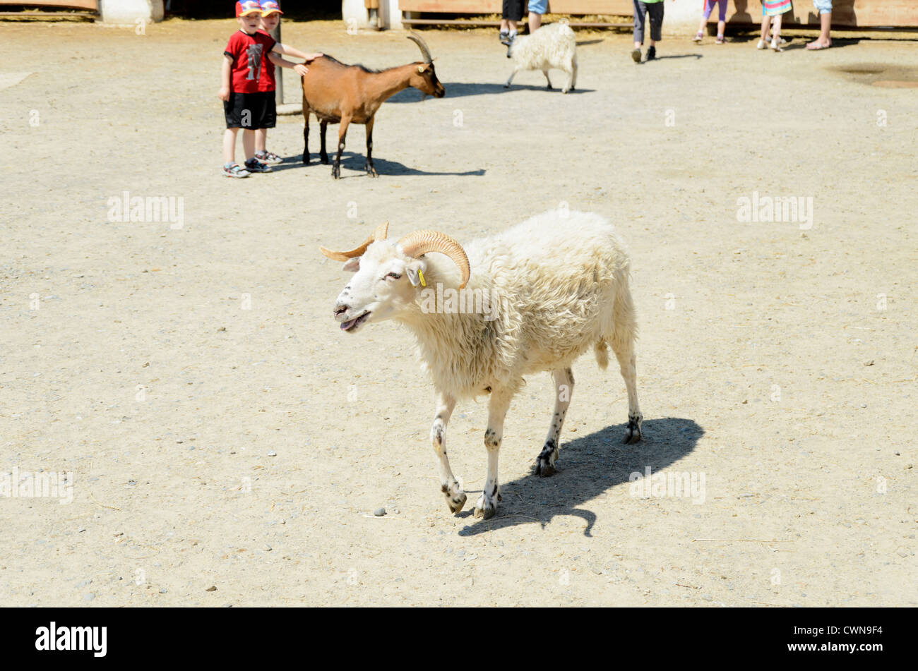 Urban sheep hi-res stock photography and images - Alamy