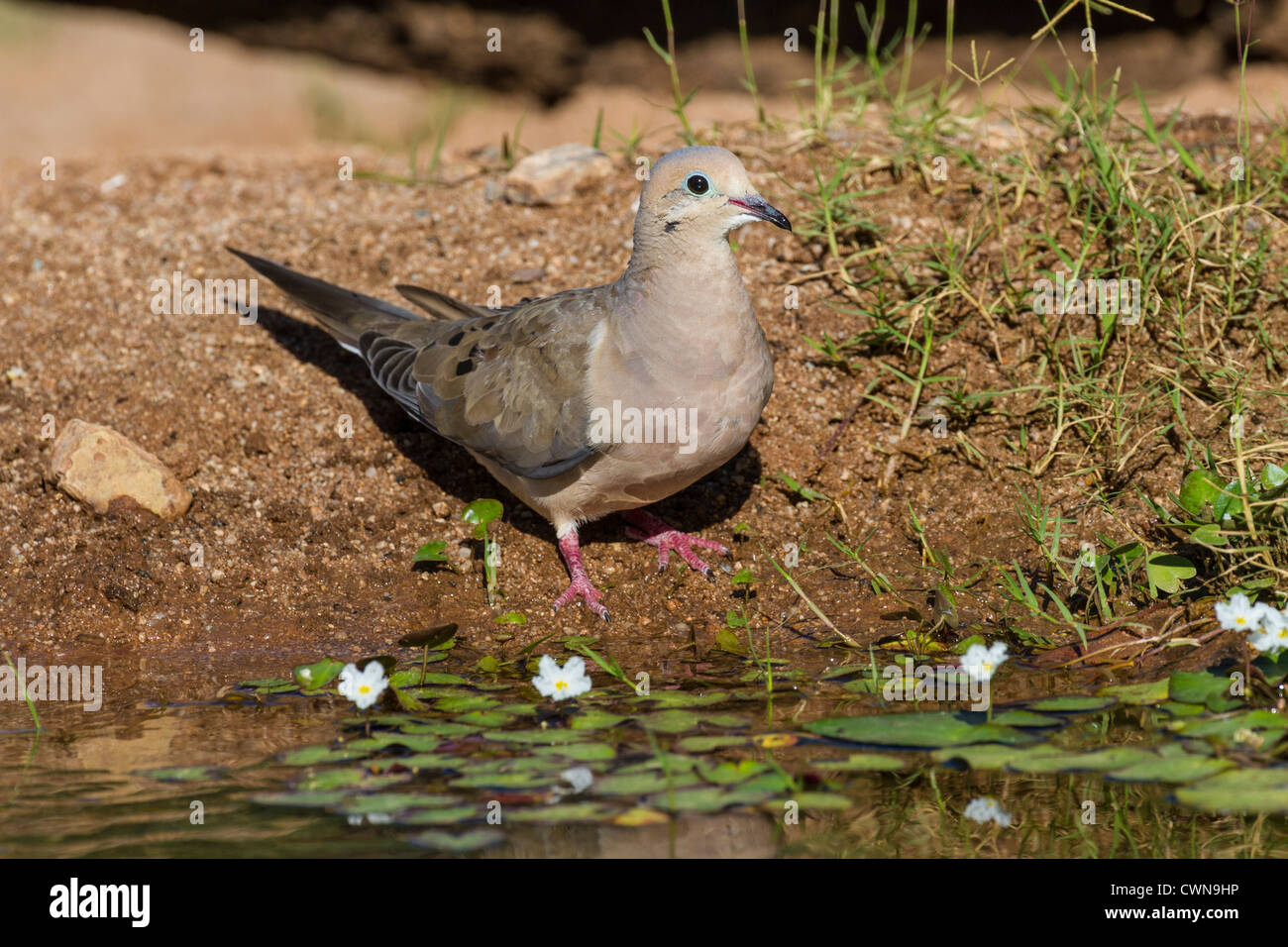 Mourning Dove, Zenaida macroura, at pond in Sonoran Desert in Southern ...