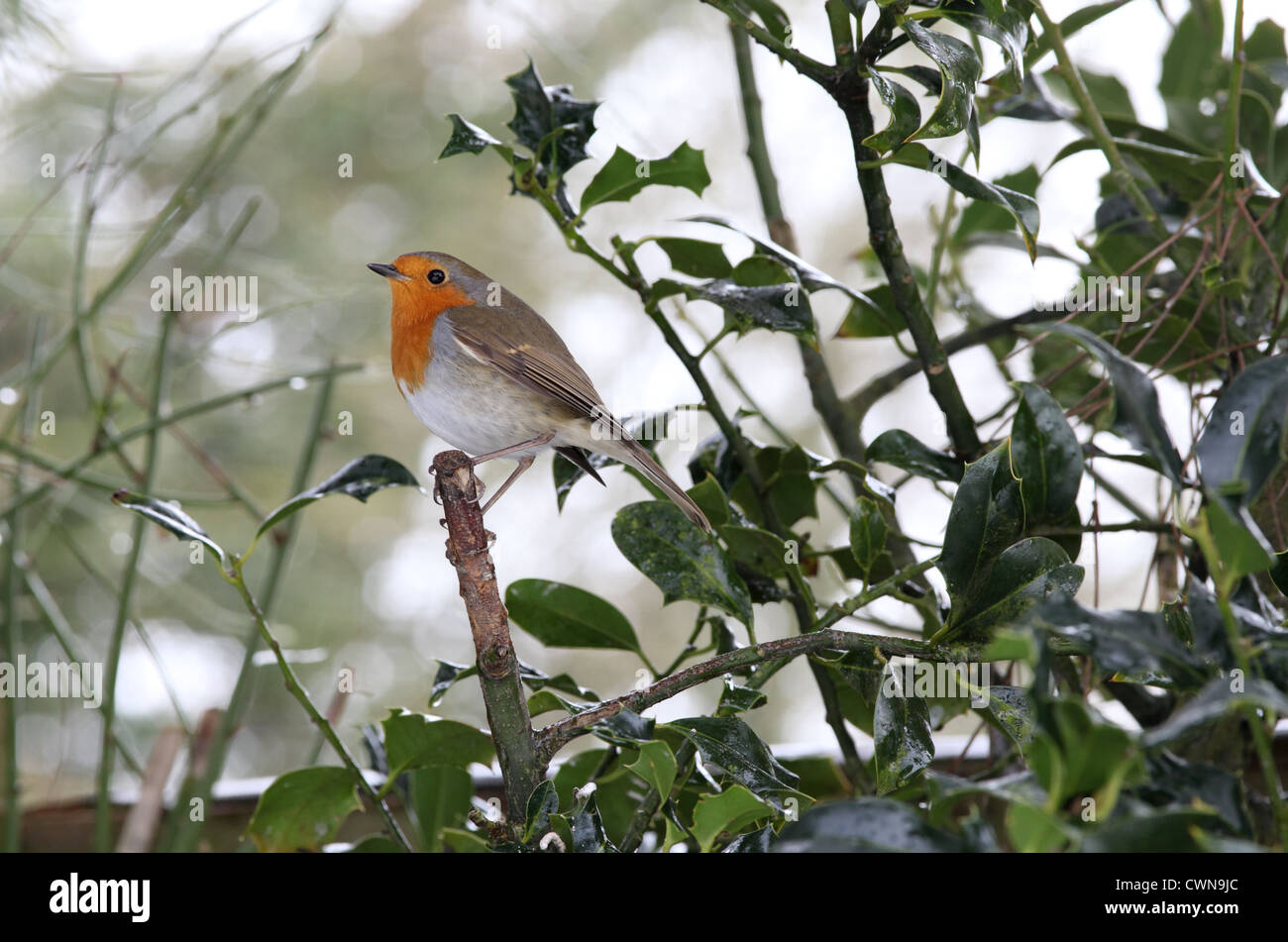 Robin perched on holly bush Stock Photo - Alamy
