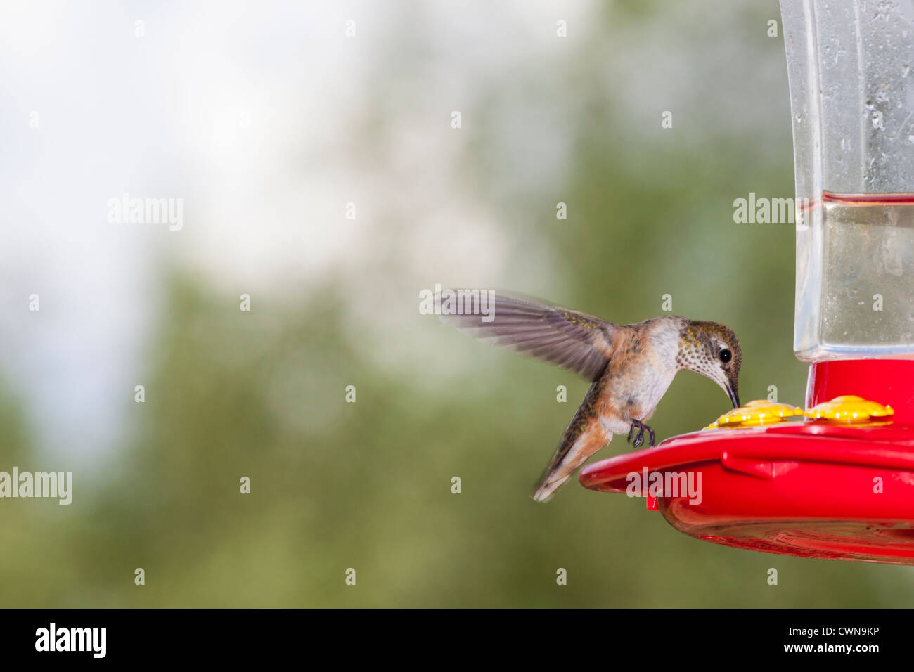 Arizona hummingbird hi-res stock photography and images - Alamy
