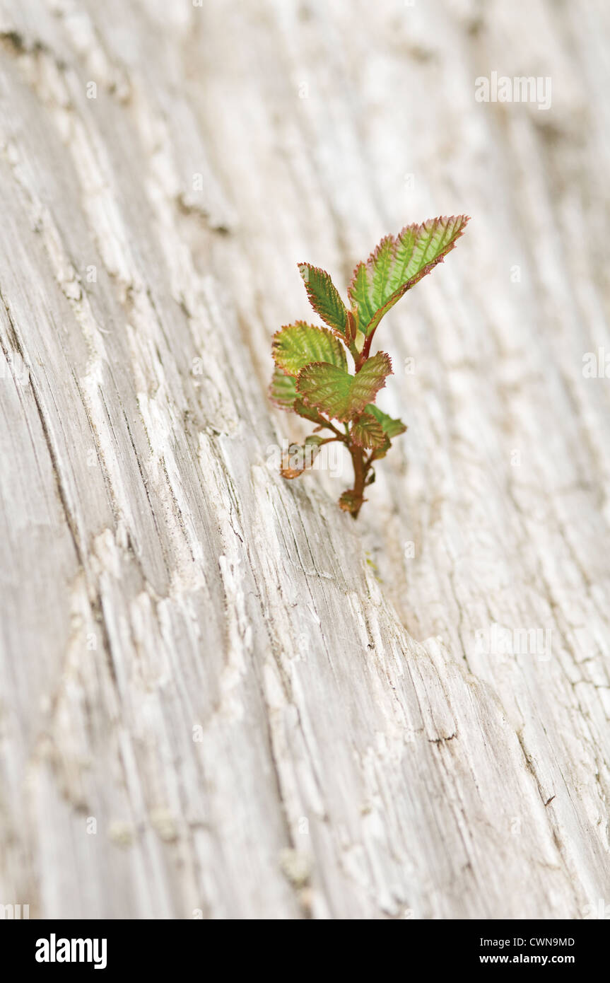 Magnified leaf hi-res stock photography and images - Alamy