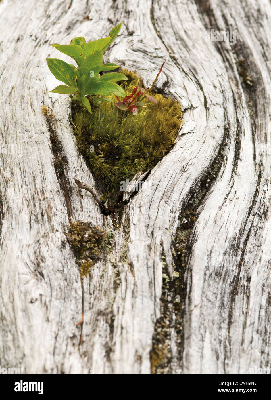 Magnified leaf hi-res stock photography and images - Alamy