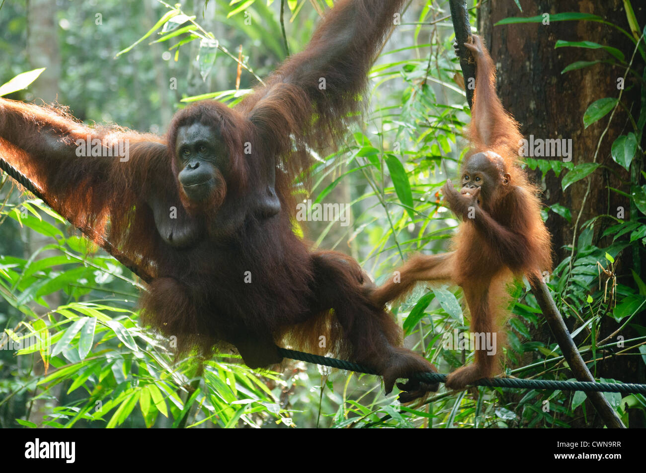 juvenile and mother orangutan (Pongo pygmaeus/Pongo abelii) in Sarawak ...