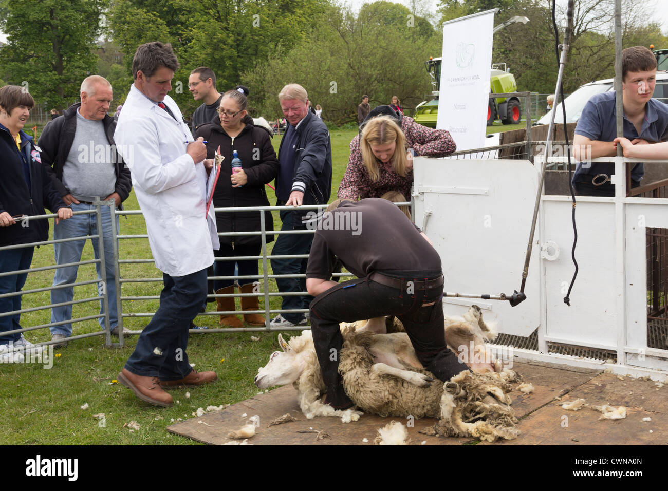 Marking Sheep High Resolution Stock Photography and Images - Alamy
