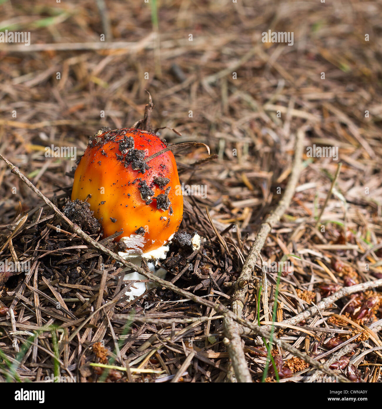 Fungi coniferous woodland hi-res stock photography and images - Alamy