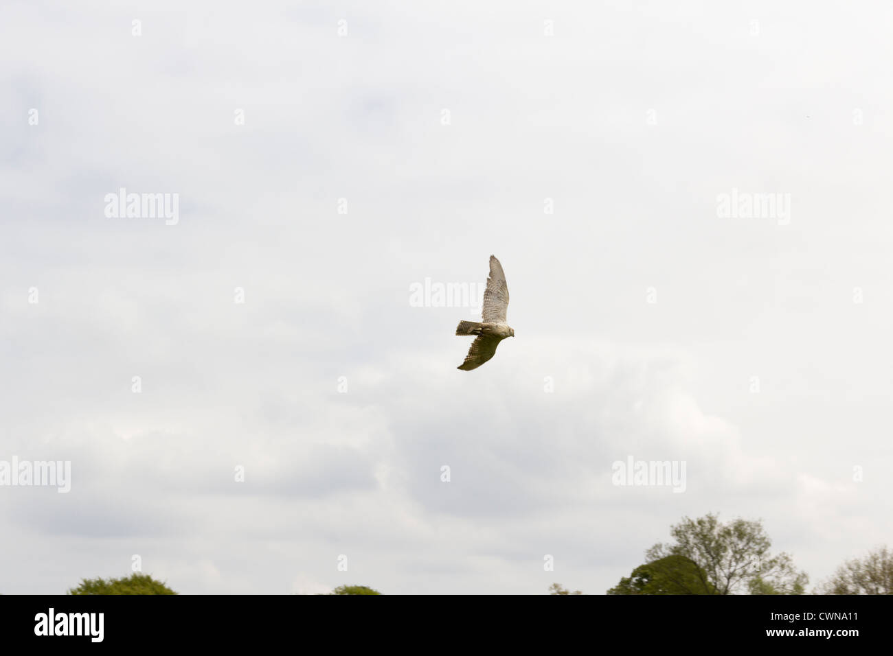 Peregrine Aplomado Cross Falcon owned and flown by Lancashire Hawks and ...