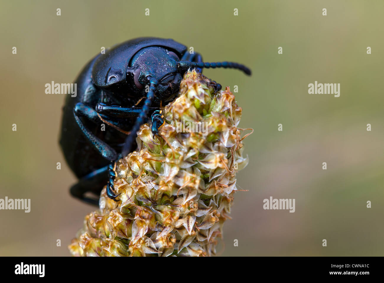 Close up of a Bloody nosed beetle (Timarcha tenebricosa) on plantain ...
