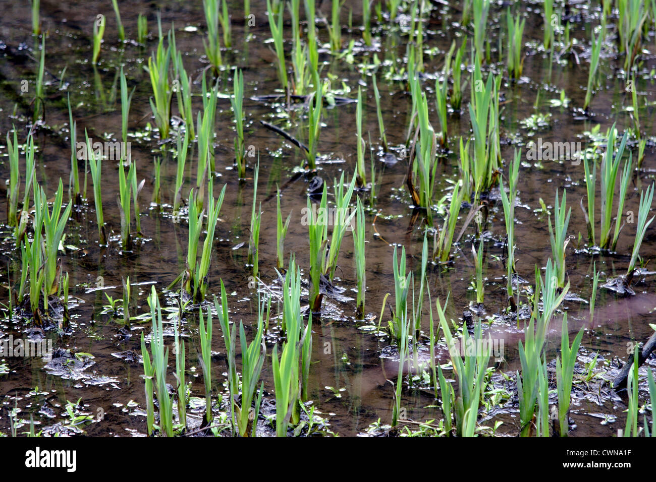 Water reeds growing plants hi-res stock photography and images - Alamy
