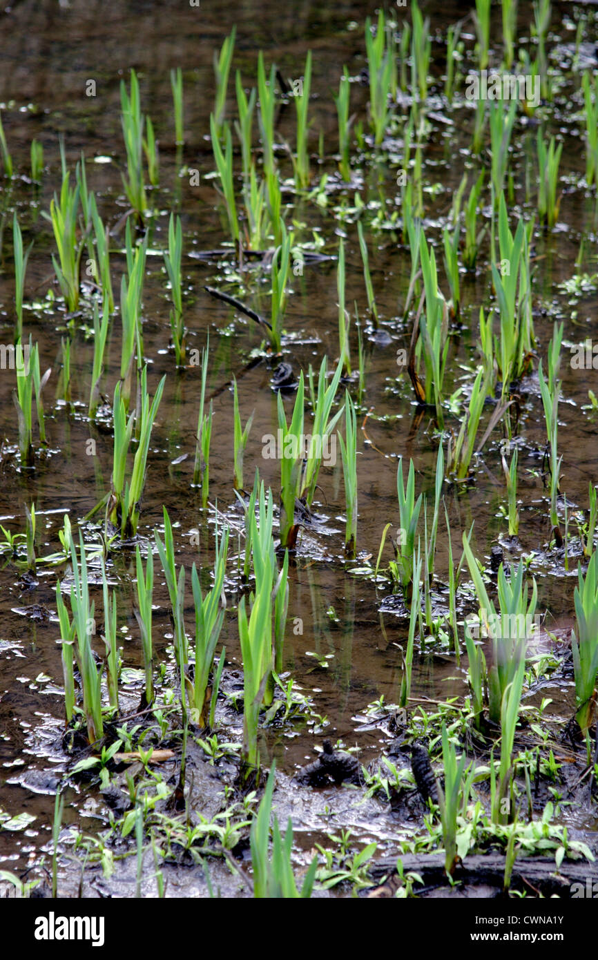 Plants growing water river hi-res stock photography and images - Alamy
