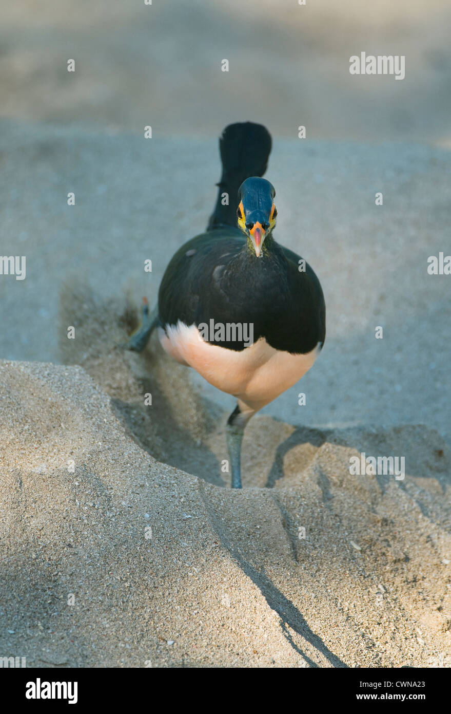 Maleo (Macrocephalon maleo) Megapode bird endemic to Sulawesi ...