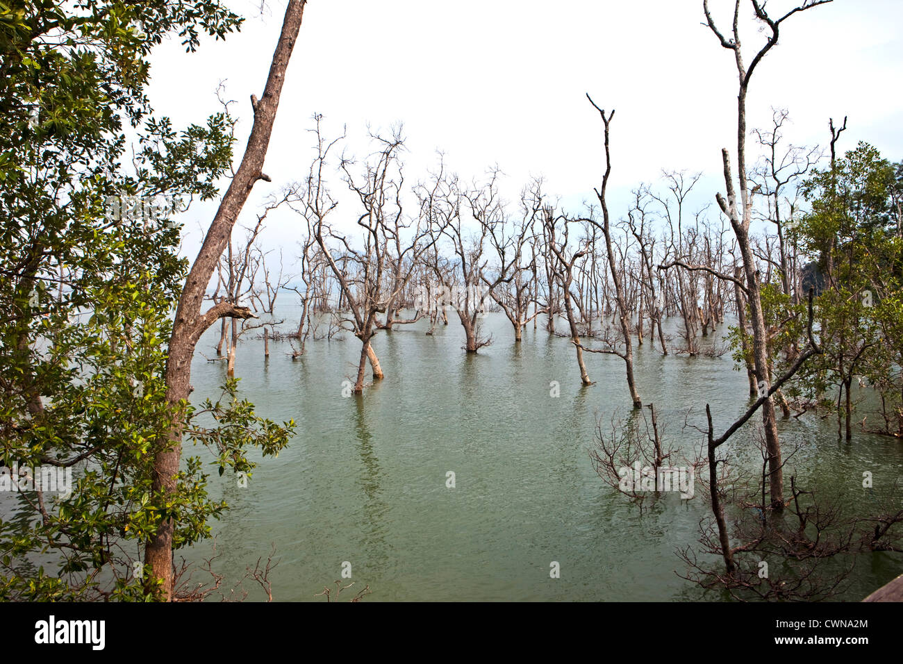 Dead Mangroves, Bako National Park, Borneo, Malaysia Stock Photo - Alamy
