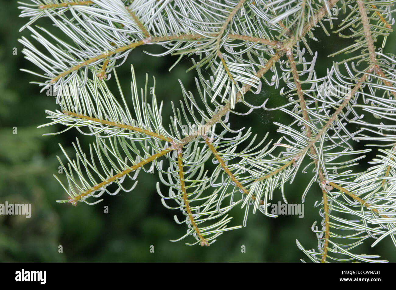 Concolor fir hi-res stock photography and images - Alamy