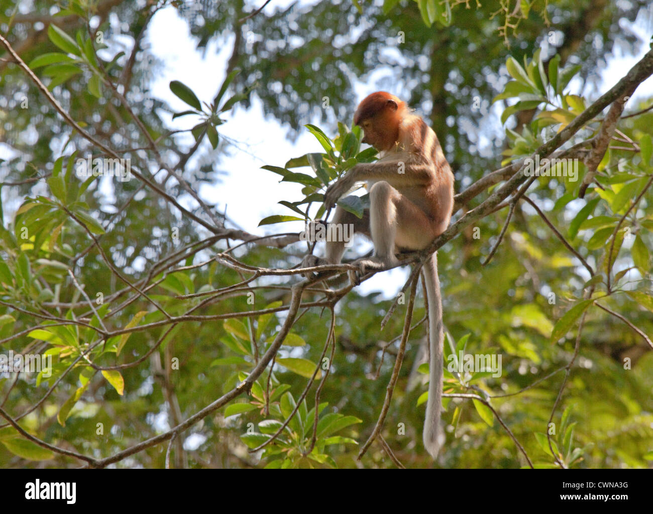 Female Proboscis Monkey High Resolution Stock Photography and Images ...