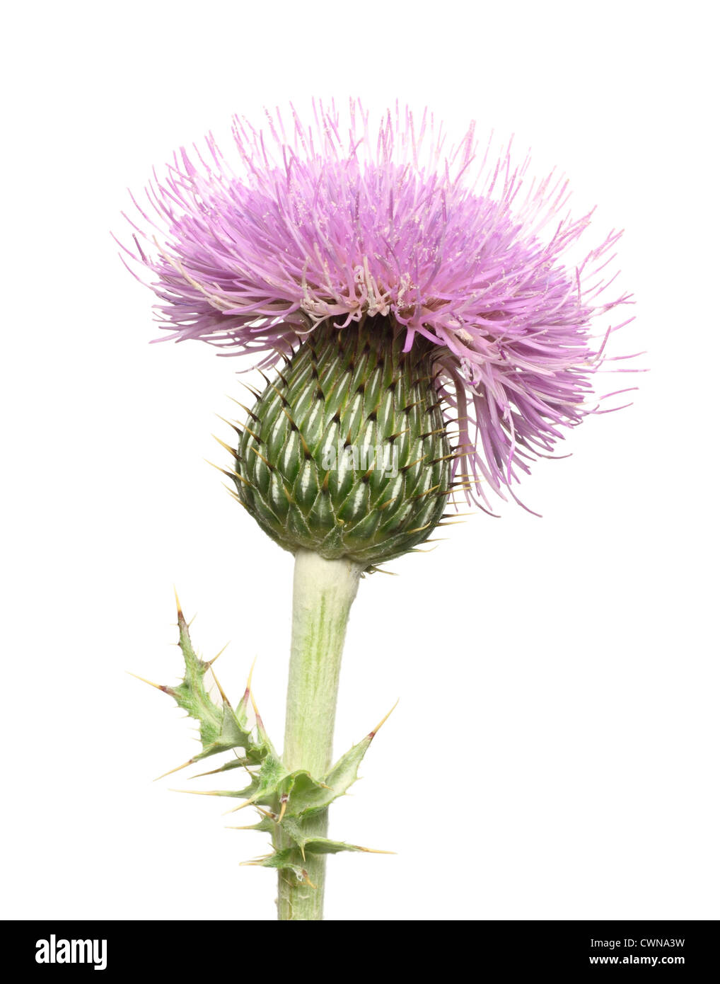 Scottish thistle hi-res stock photography and images - Alamy
