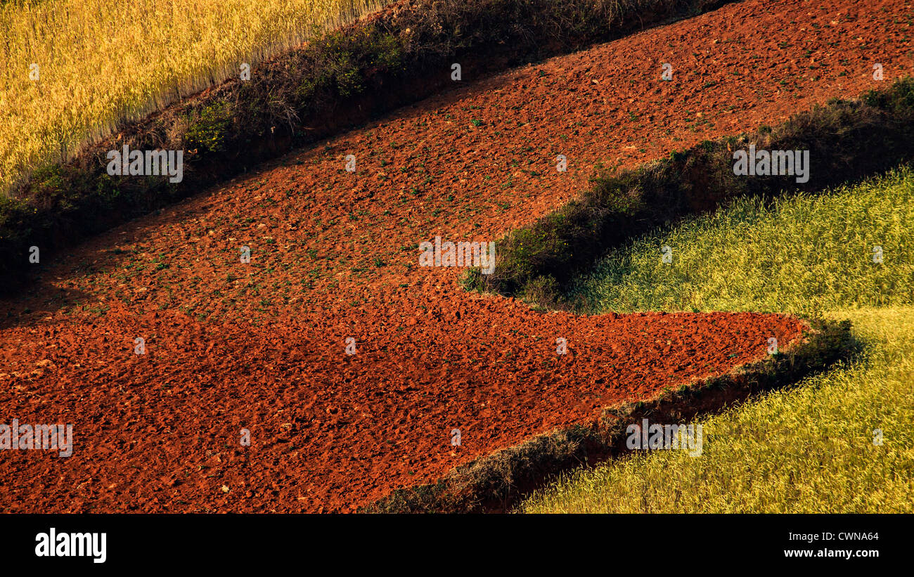 The lines , curves and shapes formed by red soil and colorful barley ...
