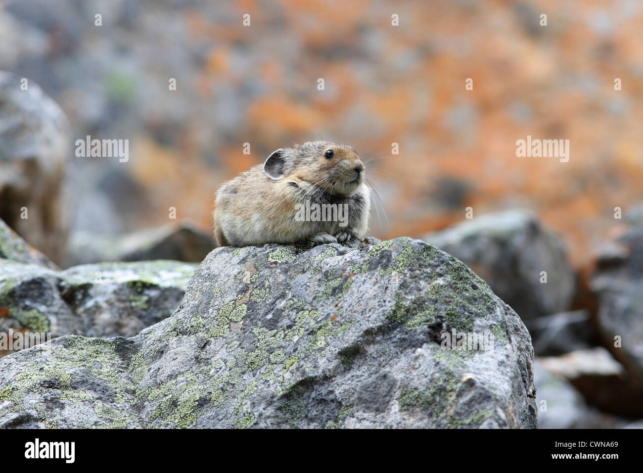A wild Pika (Ochotona princeps) sitting in its natural habitat in the ...