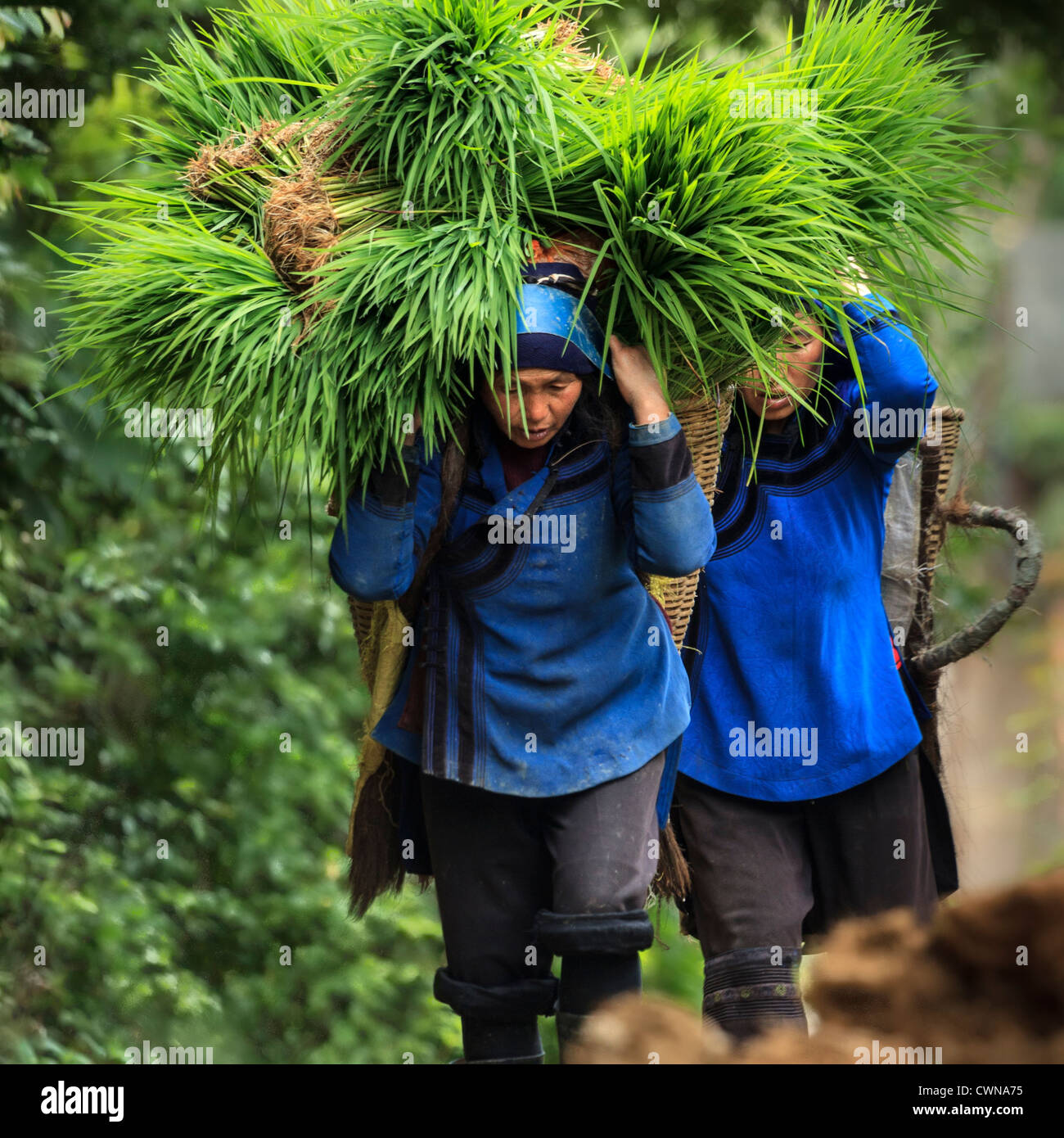 Back breaking labor hi-res stock photography and images - Alamy