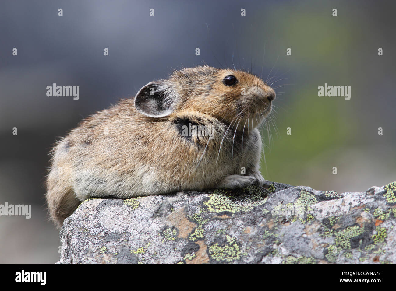 A wild Pika (Ochotona princeps) sitting in its natural habitat in the ...
