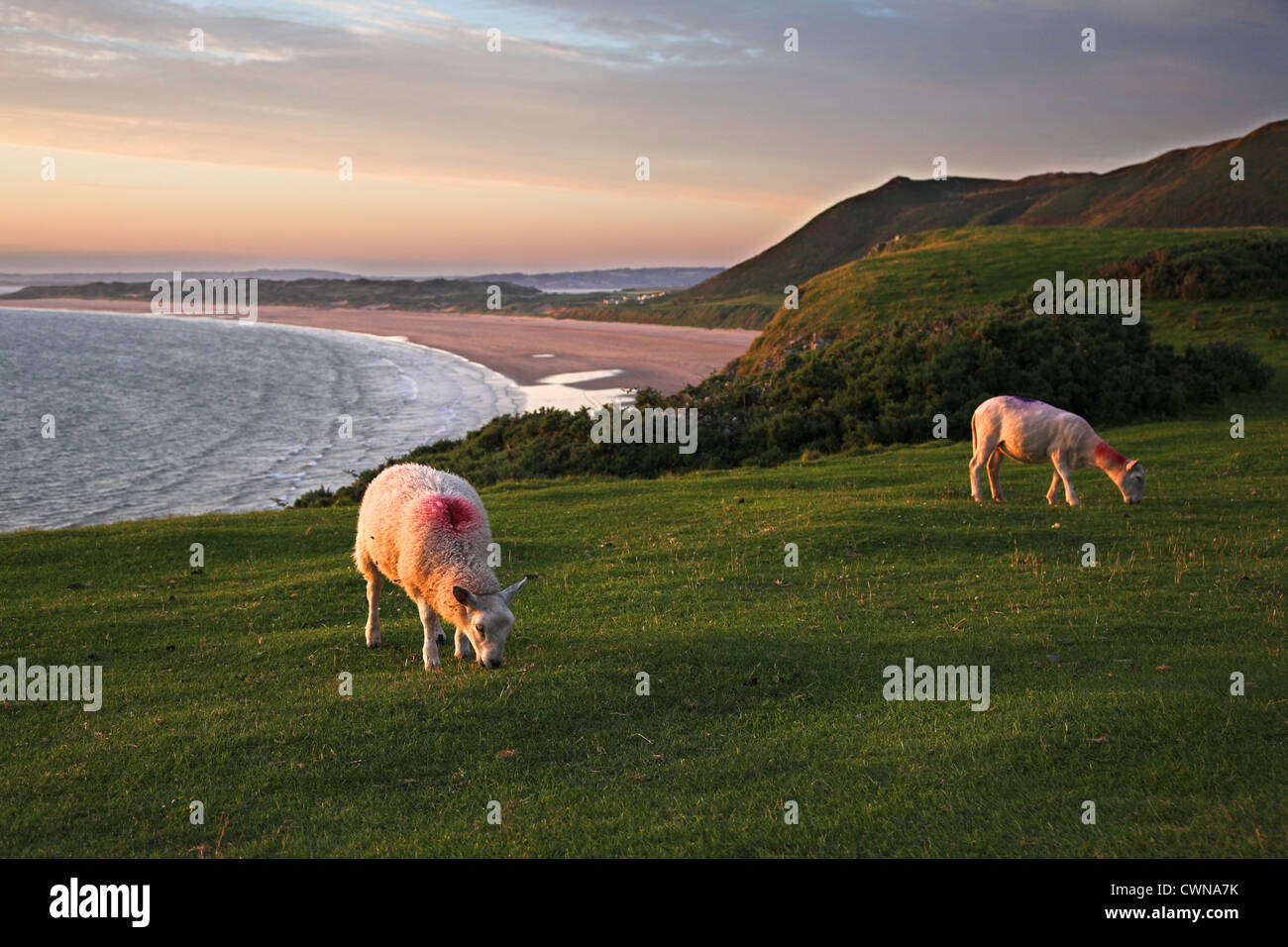 Gower peninsula sheep hi-res stock photography and images - Alamy