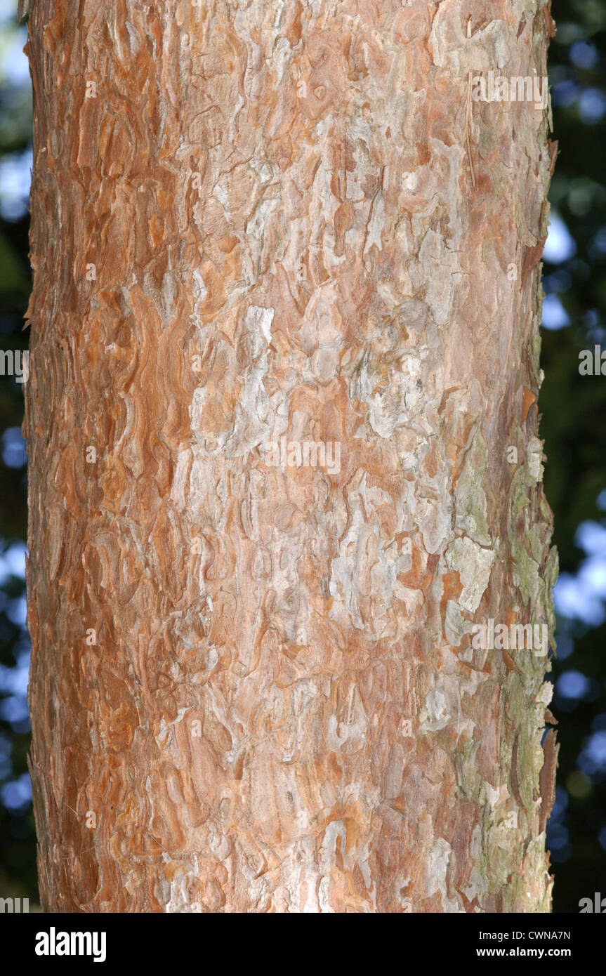 Red Pine Tree Bark