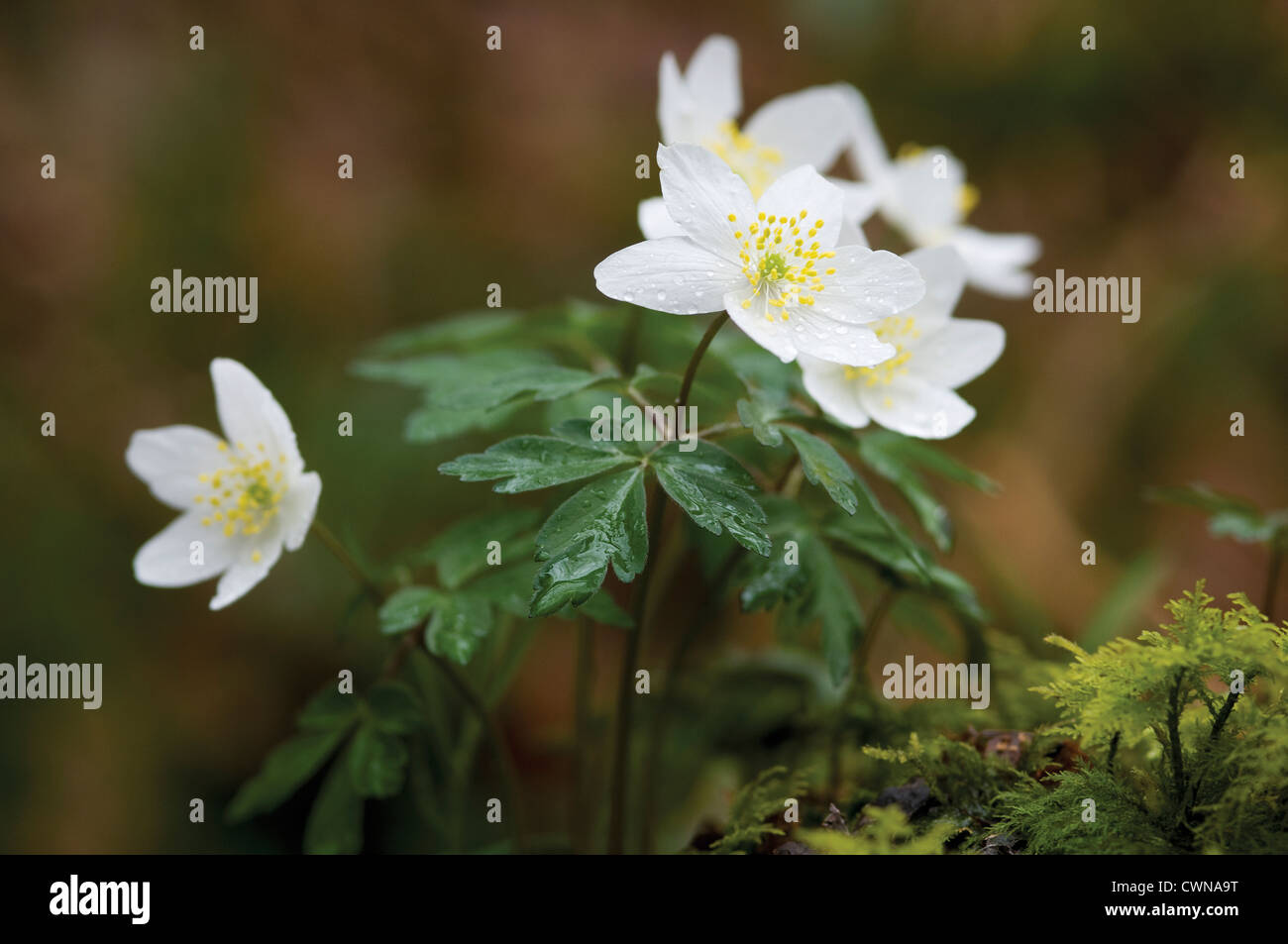 Anemone trees hi-res stock photography and images - Alamy