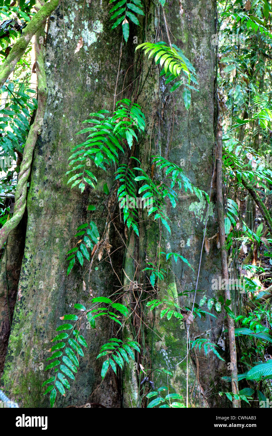 Abai forest hi-res stock photography and images - Alamy