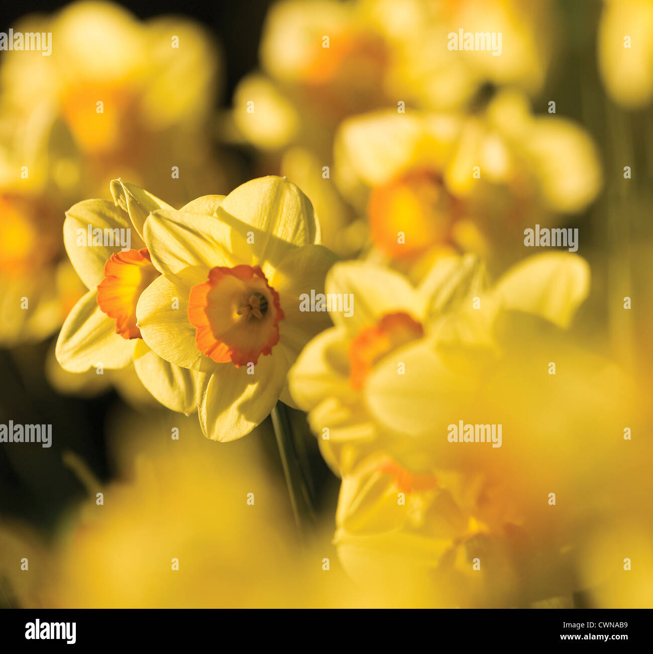 Side view daffodil flower narcissus hi-res stock photography and images ...