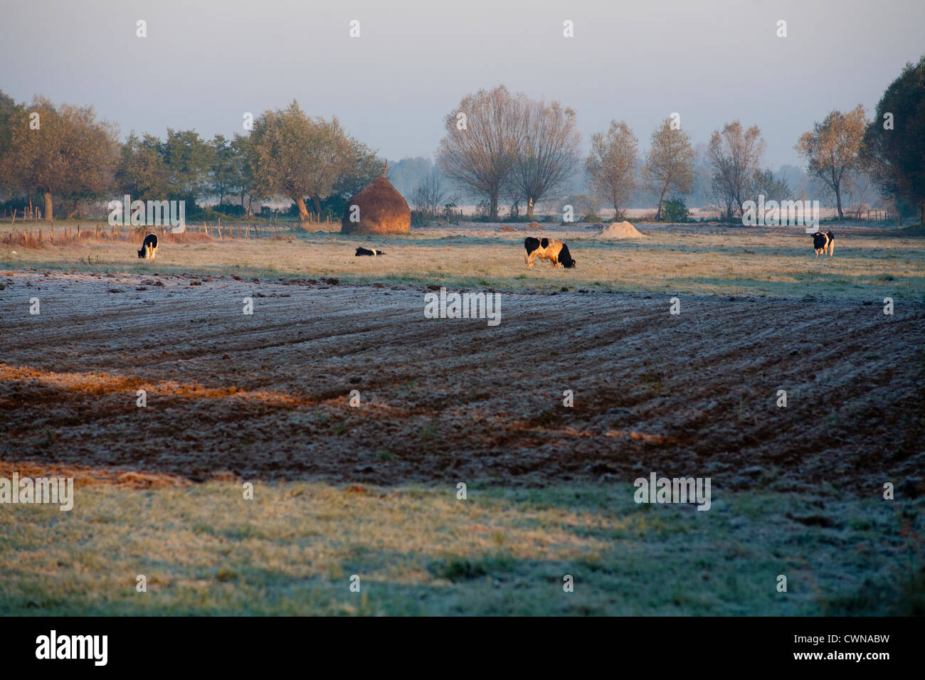 Fall autumn typical Polish landscape with fields, cows, frost in ...
