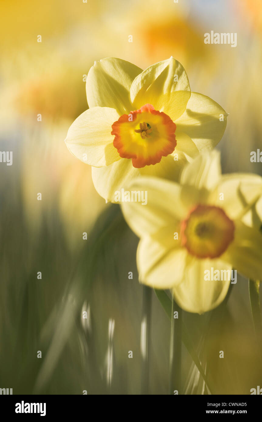Side view daffodil flower narcissus hi-res stock photography and images ...