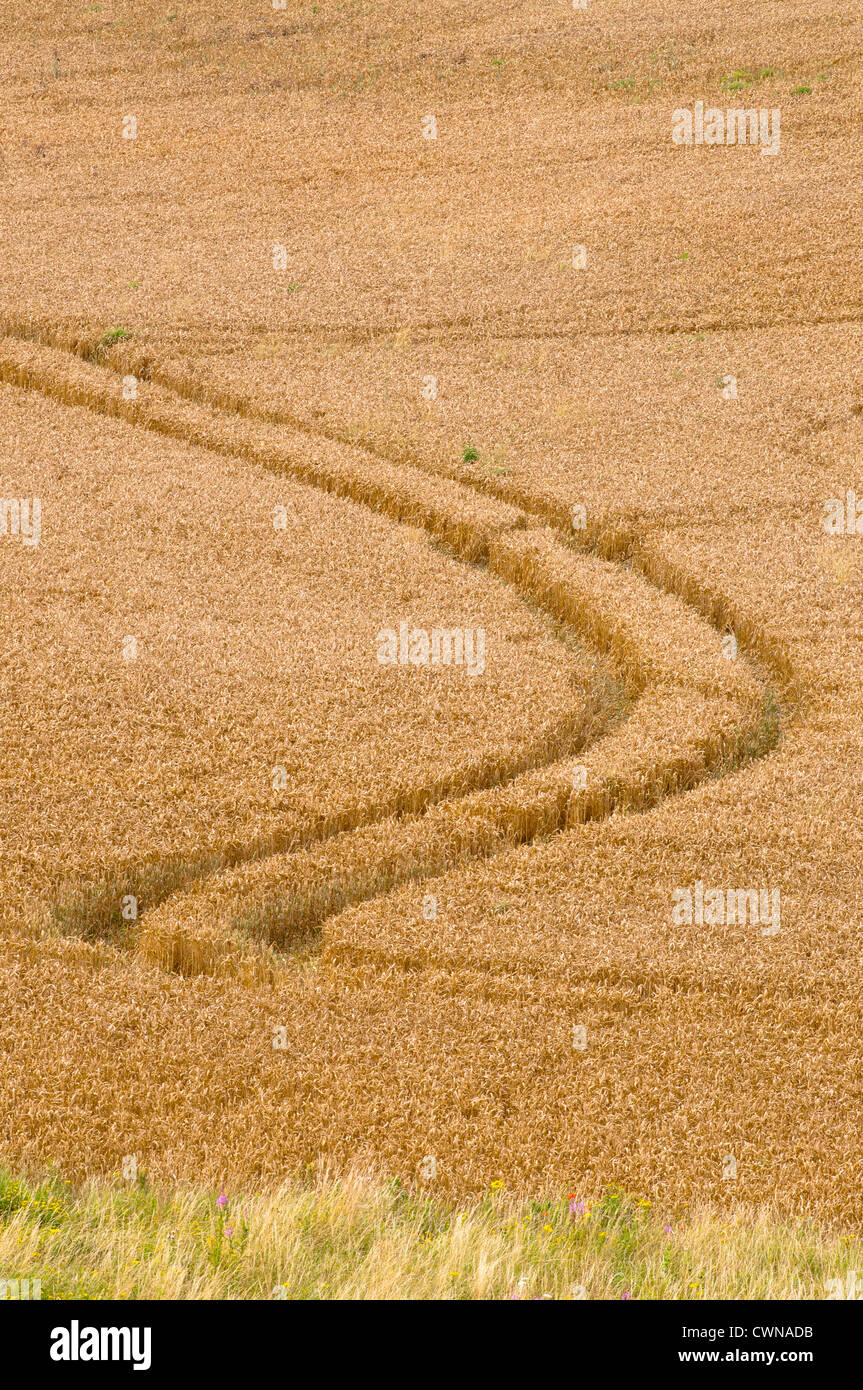 Tractor tracks in wheat field Stock Photo - Alamy