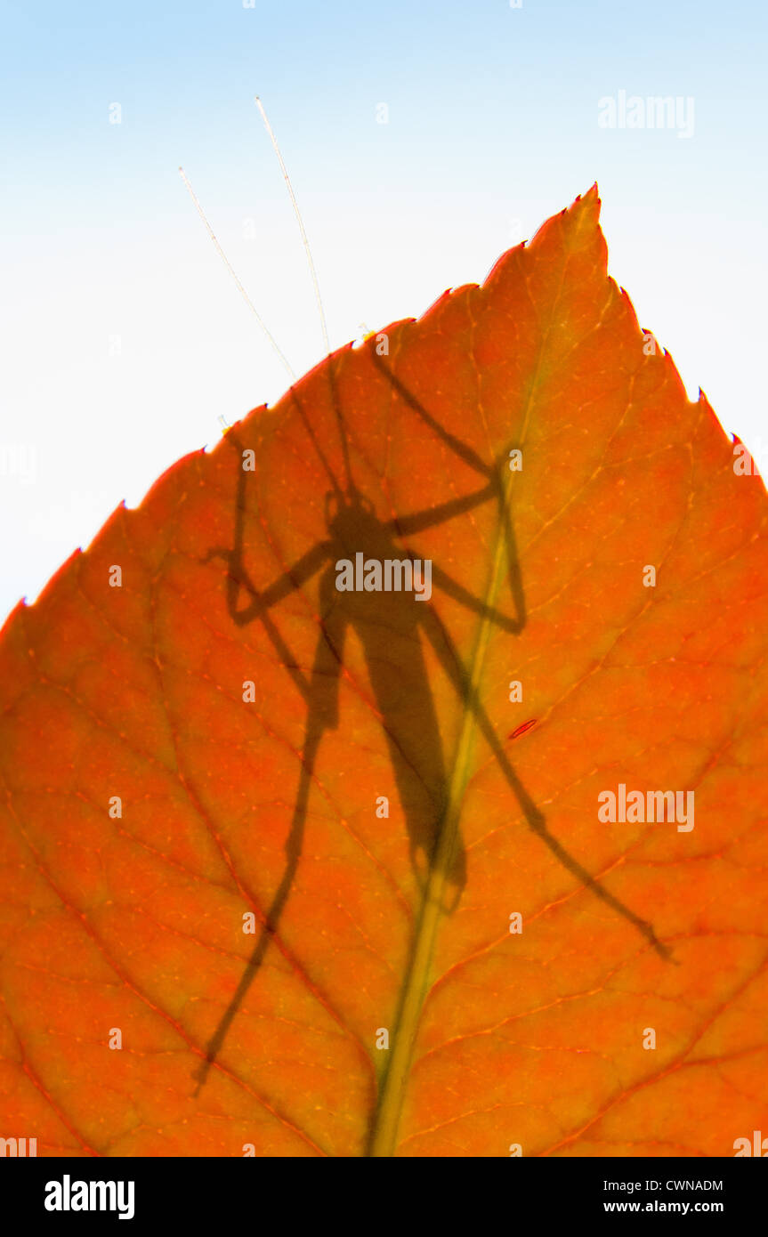 Cricket shadow hi-res stock photography and images - Alamy