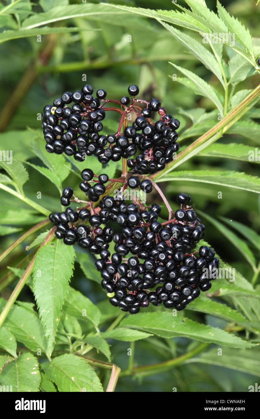 Dwarf Elder Sambucus ebulus (Caprifoliaceae Stock Photo - Alamy