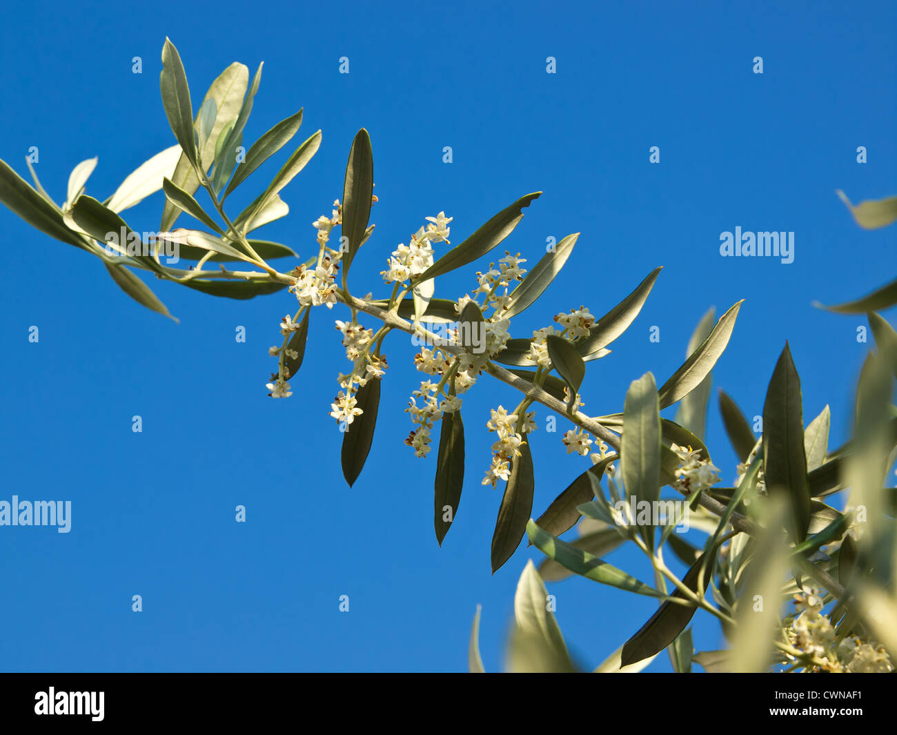 olive tree flowers in the spring Stock Photo - Alamy