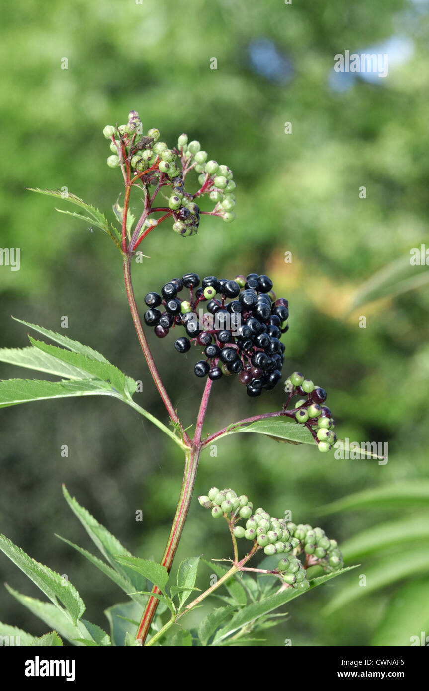 Dwarf Elder Sambucus ebulus (Caprifoliaceae Stock Photo - Alamy