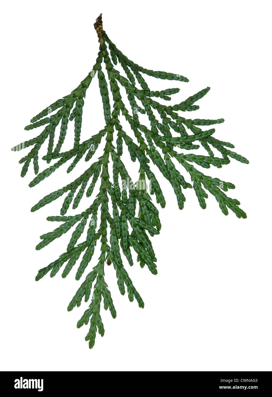 Thuja trees Cut Out Stock Images & Pictures - Alamy