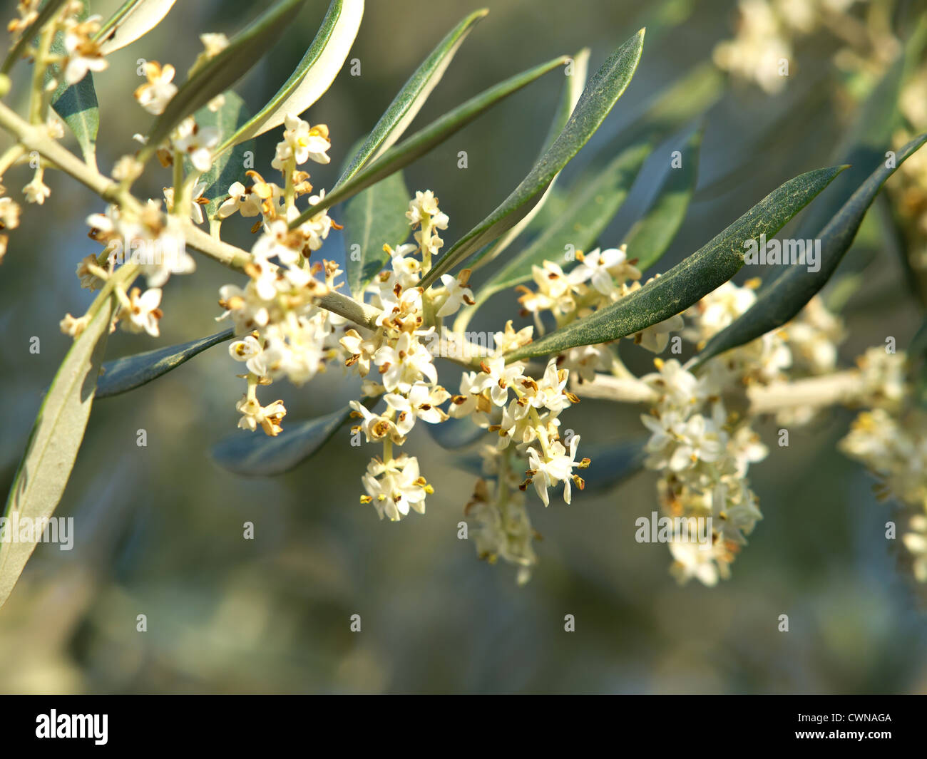 Olive tree in bloom hi-res stock photography and images - Alamy