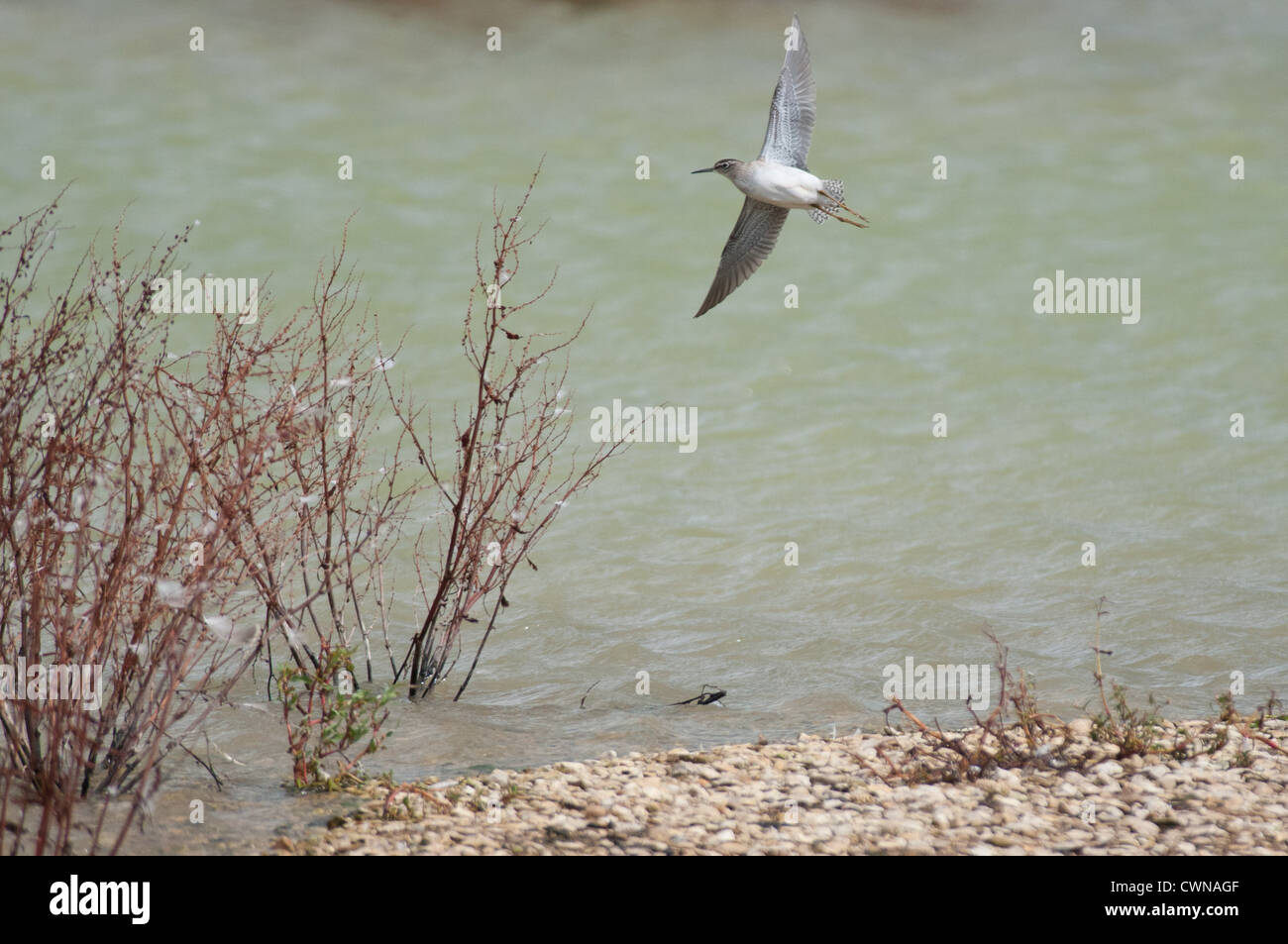 Flight under bridge hi-res stock photography and images - Alamy
