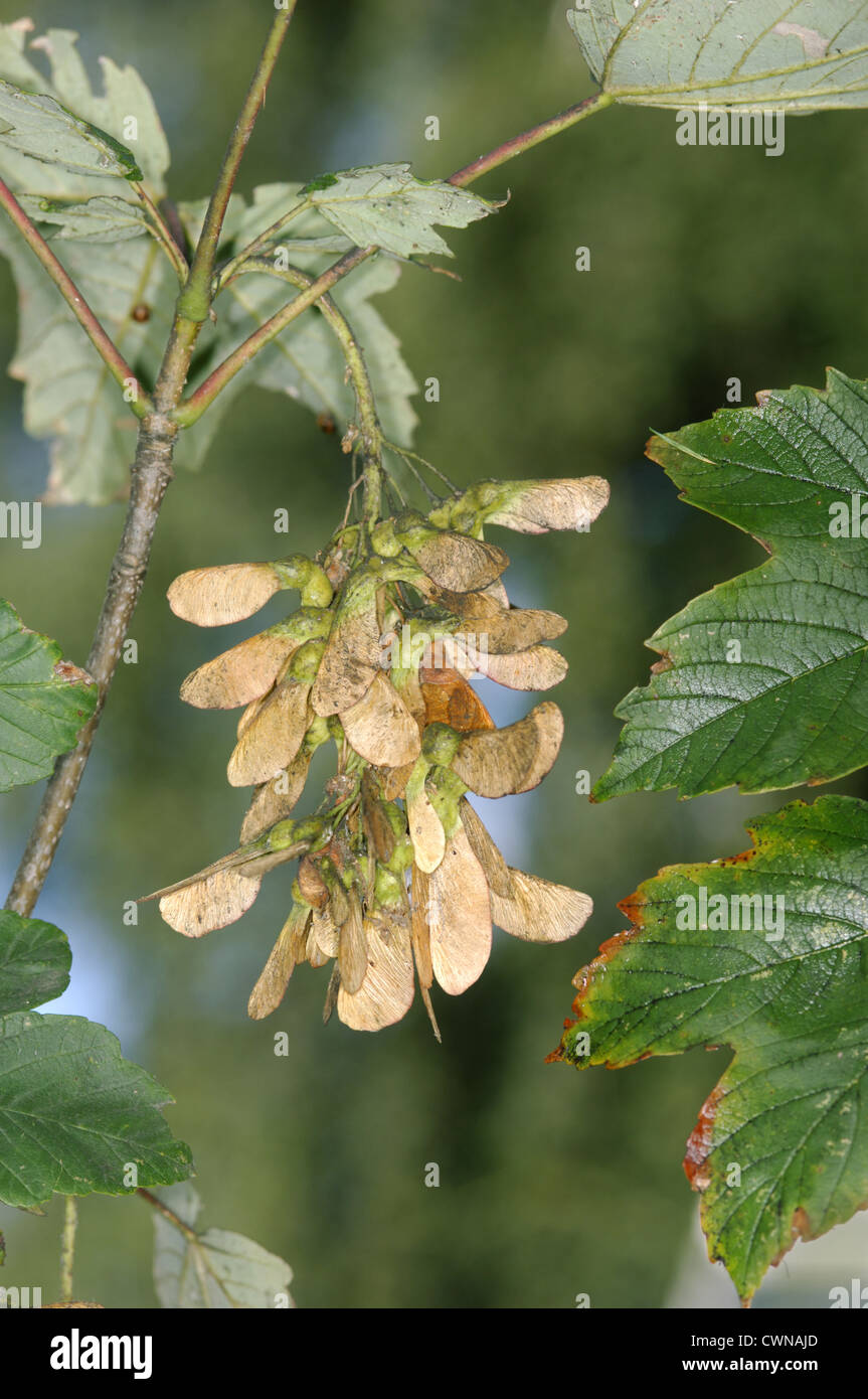 Sycamore Acer pseudoplatanus Aceraceae Stock Photo - Alamy