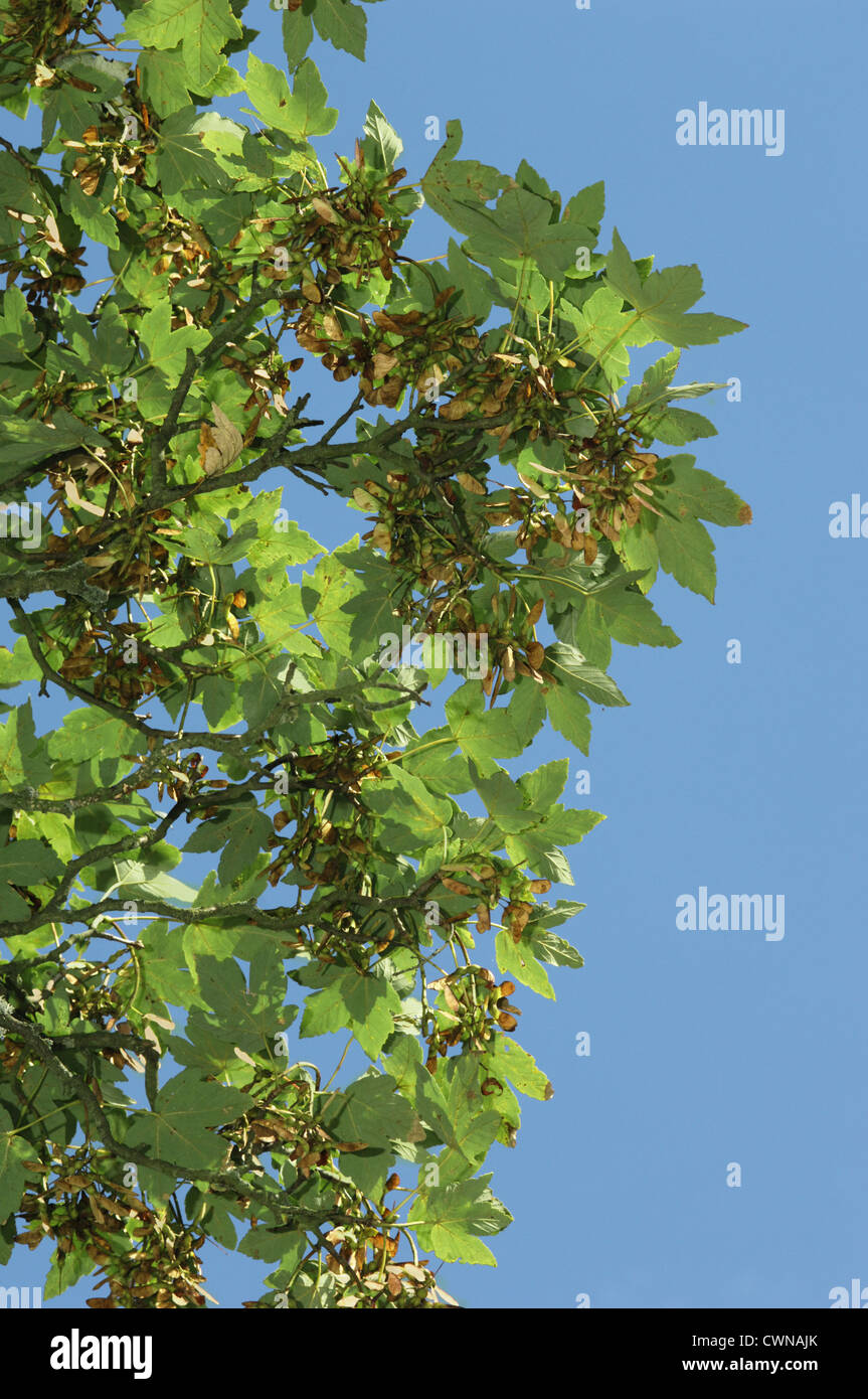 Sycamore acer pseudoplatanus aceraceae hi-res stock photography and ...