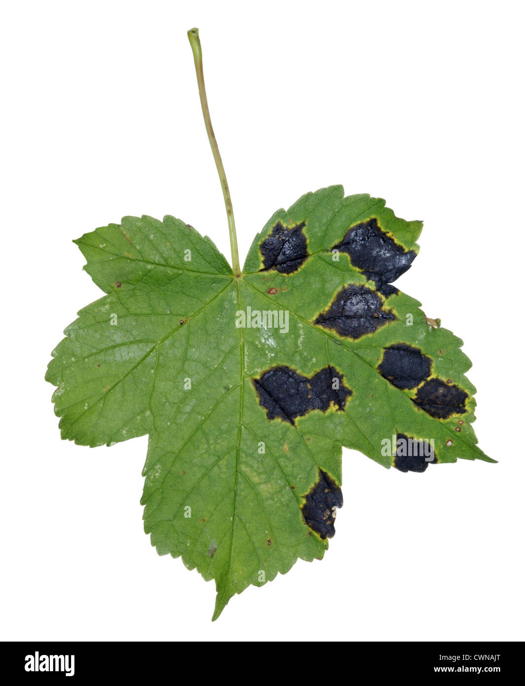 Tar spot on a sycamore leaf hi-res stock photography and images - Alamy