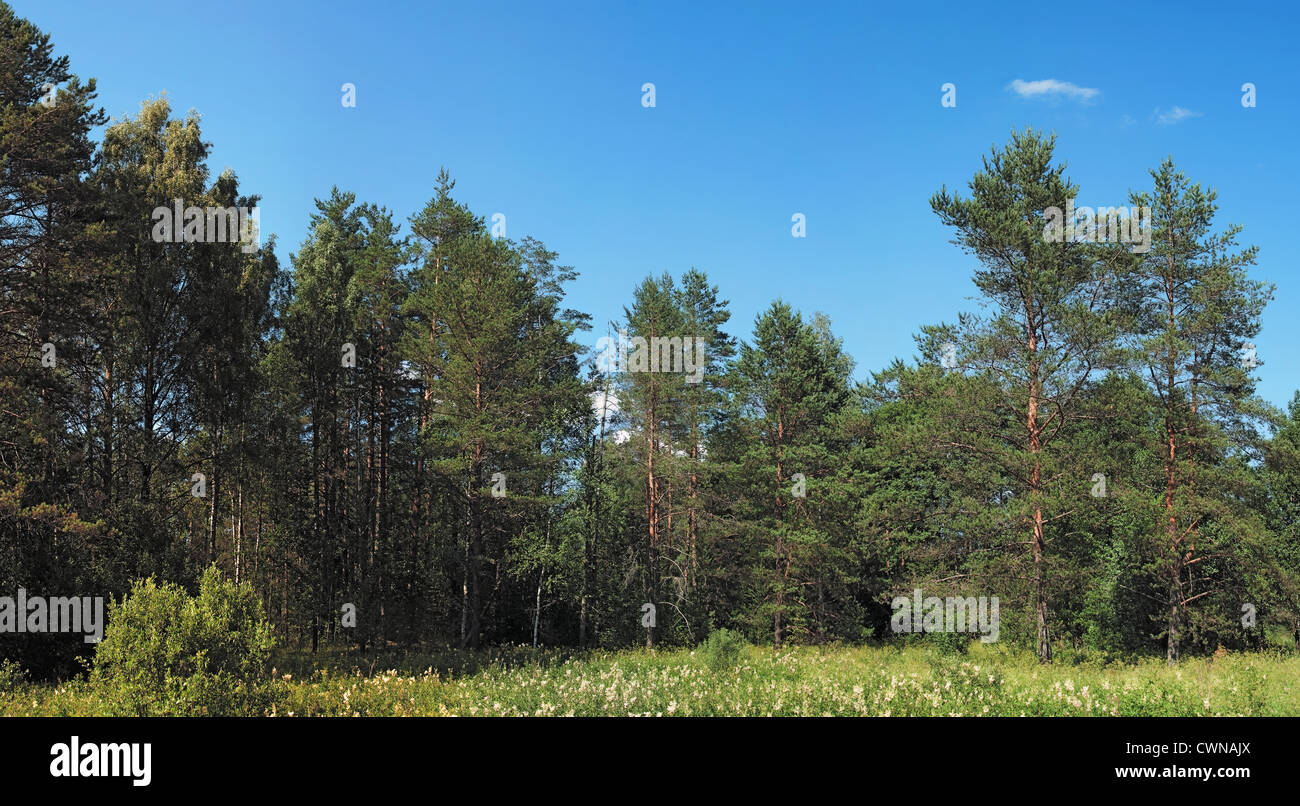 Green glade and forest Stock Photo - Alamy