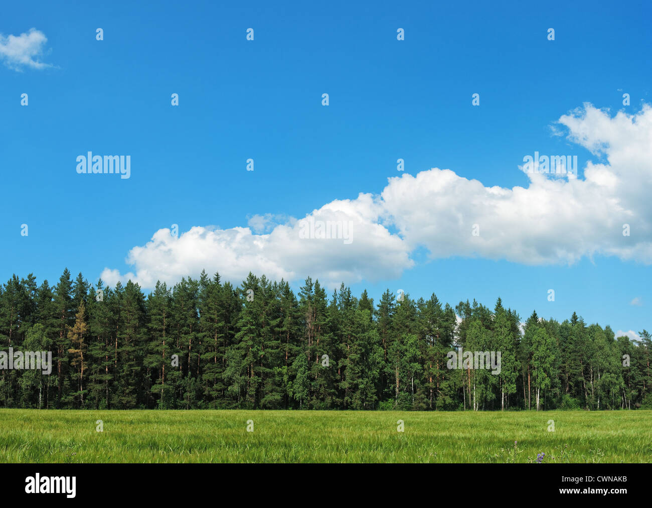Forest and field Stock Photo - Alamy