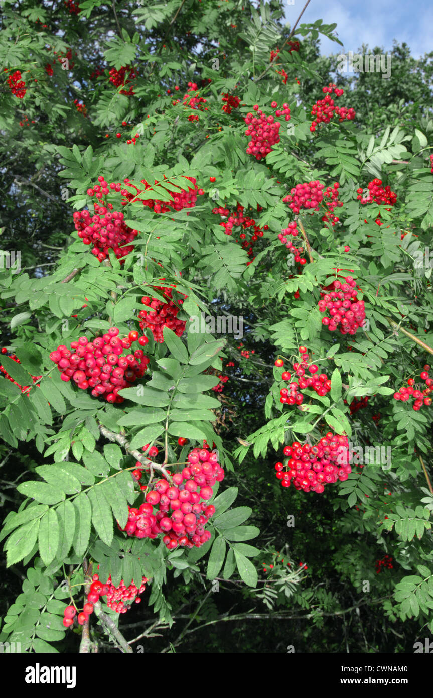 Rowan Sorbus aucuparia Rosaceae Stock Photo - Alamy