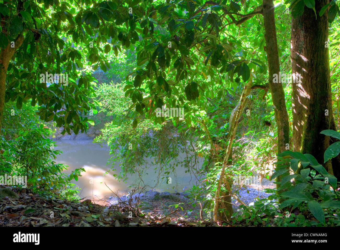 Backlit Vegetation, Danum River, Danum Valley Conservation Area, Borneo ...