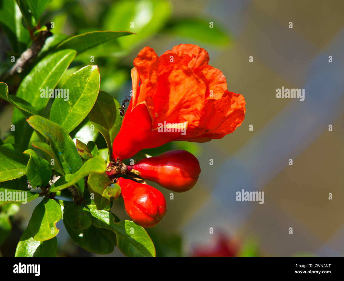 pomegranate flower and bud on the branch Stock Photo - Alamy