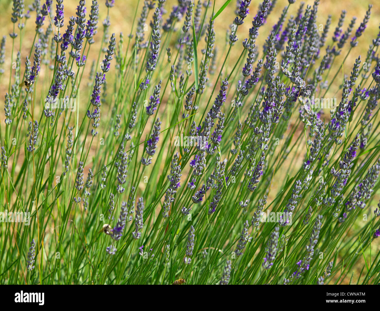 purple lavender plants in the field Stock Photo - Alamy